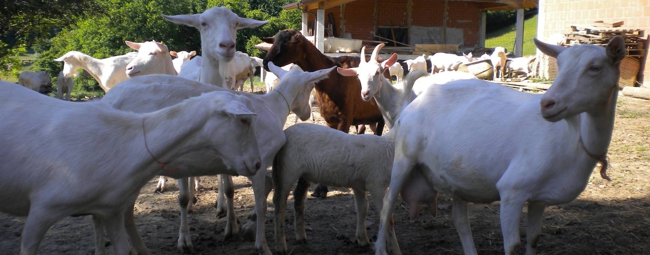 Feta di capra e pecora - Agrispesa