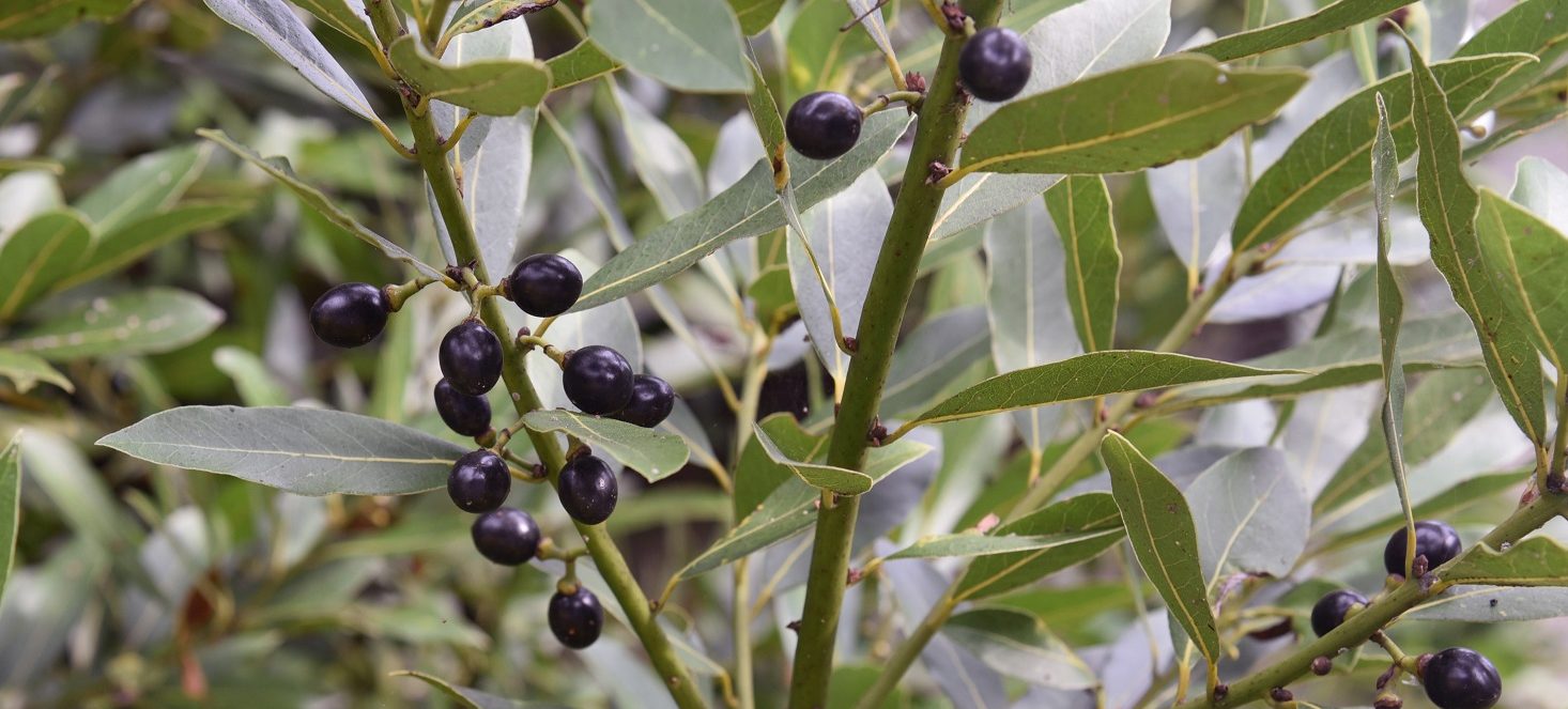 Erbe officinali simboliche - Agrispesa